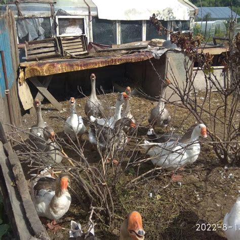 Гуси купить в Туле цена 350 руб дата размещения 03 11 2024 Птицы