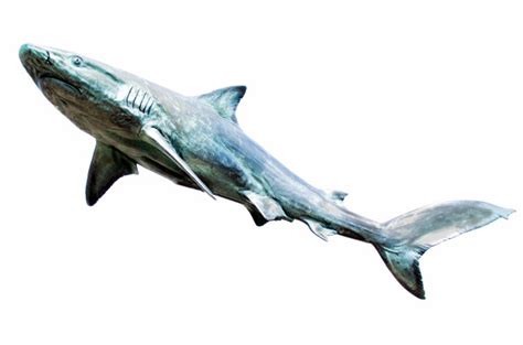 Sharks Info We Are Crazy About Sharks