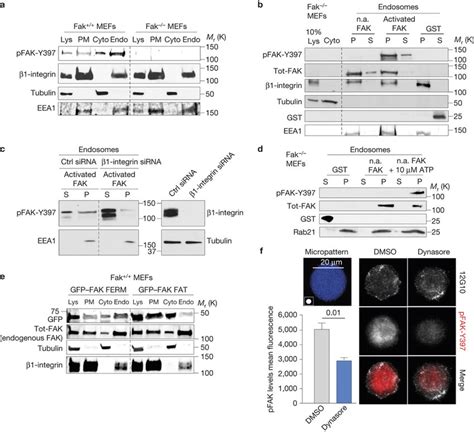 FAK Recruitment And Activation On Integrin Positive Endosomes A