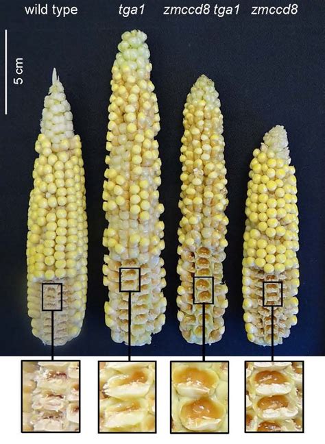 Uf Researchers Discover Missing Piece In Corns Evolutionary History South Central Florida Life