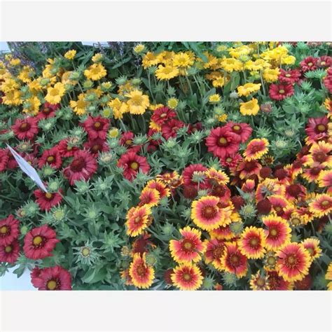 خرید و قیمت بذر گل رعنا پابلند پرگل الوان بسته 100 عددی از غرفه فروشگاه