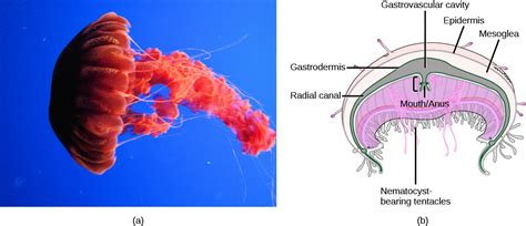 Biology Biological Diversity Invertebrates Phylum Cnidaria Oertx