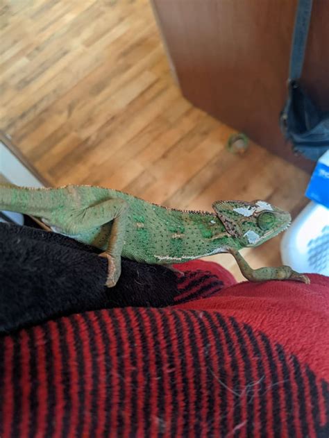 Need To Get A Sex For This Veiled Chameleon Her R Chameleons