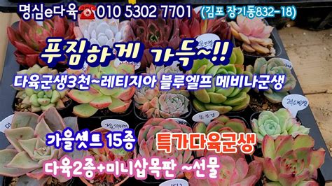 명심e다육 푸짐하게가득 채워 가을셋트15종에선물3가지🍁군생다육특가 잡으세요🍁3천원 블루엘프 메비나군생 덴트라쨈등🍁특가다육군생succulents Plant 多肉植物