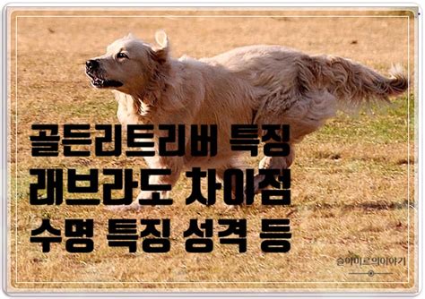골든 리트리버 모든것 종류 래브라도 차이 네이버 블로그