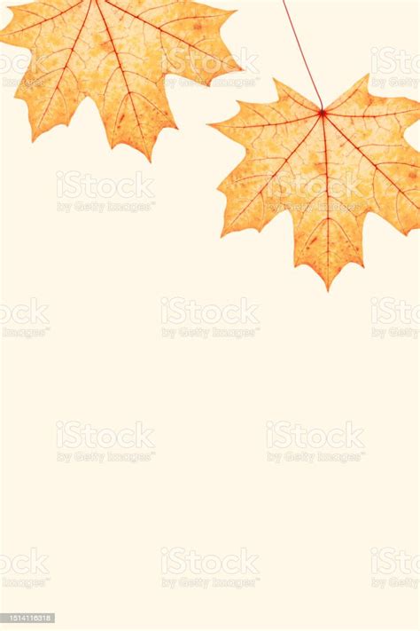 베이지 색 배경에 자연스러운 질감으로 가을 빨간색 노란색 단풍 나무 잎을 닫고 공간을 복사하십시오 자연의 낙하 가을 잎을 최소한의 배경으로 삼았습니다 아름다운 가을 잎 가을