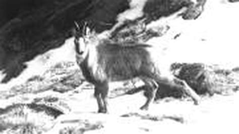 La Chasse Aux Braconniers Andorrans Est Ouverte Ladepeche Fr