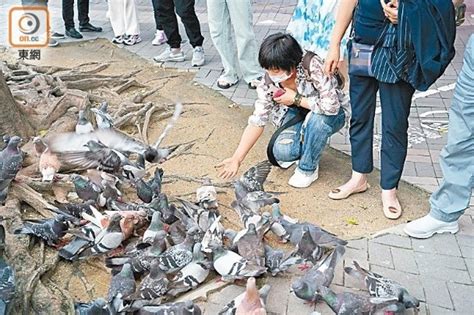 政府擬修例禁餵野鴿 最高罰款10萬元及監禁1年｜即時新聞｜港澳｜oncc東網
