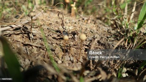 마법의 버섯 또는 실로시빈 버섯은 소와 버팔로의 배설물에서 번식하는 버섯의 일종입니다 0명에 대한 스톡 사진 및 기타 이미지 0명 강렬하고 밝은 색상 개체 그룹