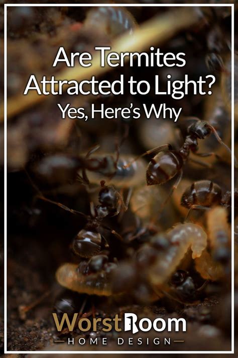 Are Termites Attracted To Light