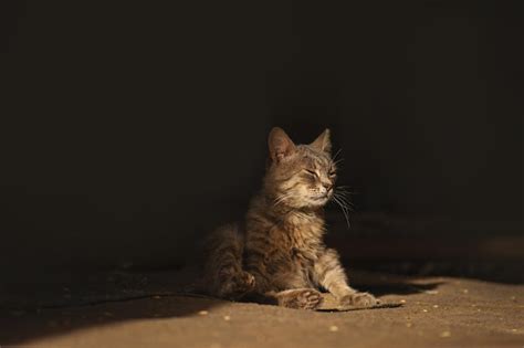 Gato Herido Doloroso Sin Hogar Solitario Gato Callejero Sucio E Infeliz