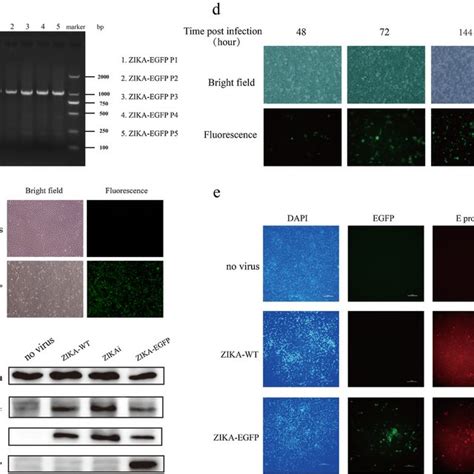 Rescue Of Recombinant Zikaegfp A Detection Of Egfp By Download