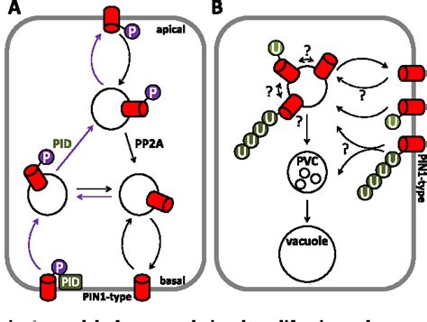 Figure 3 From Posttranslational Modification And Trafficking Of PIN