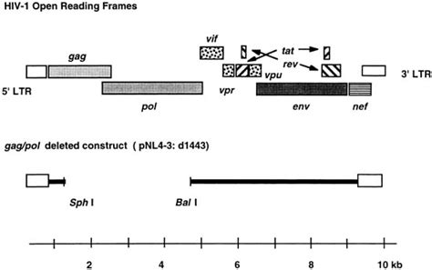 Hiv 1 Genome The Open Reading Frames Of Hiv 1 Are Shown Above The