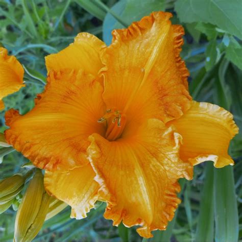 Лилейник Orange Nassau (Оранжевый Нассау)