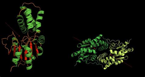 A Overall Fold Of Zghad Monomer Presented As A Ribbon Diagram Colored Download Scientific