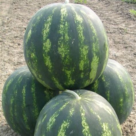 Агрощил Дини