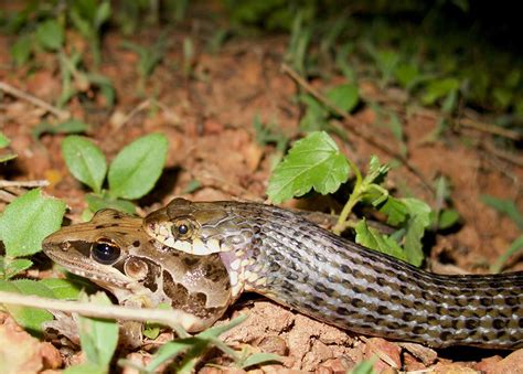 Generalization Bias In Large Language Model Summarization Of Scientific… Ben Harris Roxas