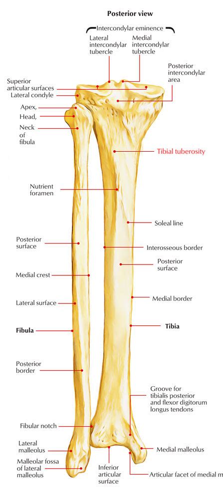 Tibial Tubercle Anatomy Human Body Anatomy Porn Sex Picture