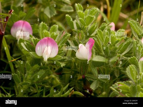 Small Restharrow Ononis Reclinata On Cliffs At Berry Head National