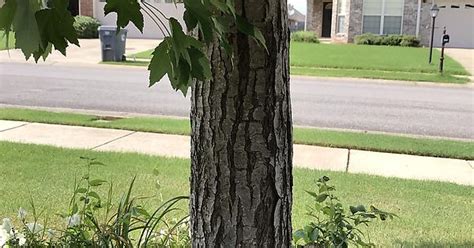 My Maple Tree Album On Imgur