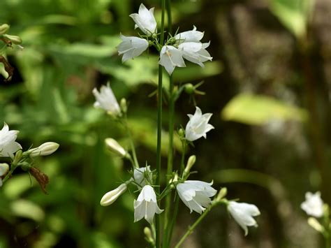 シロバナツリガネニンジン 杜の都の山野草