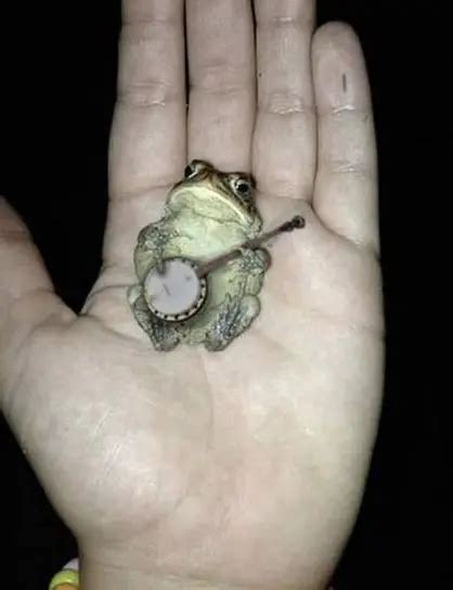 Discover More Like Pokelawls Phrog And Related Content Scrolller