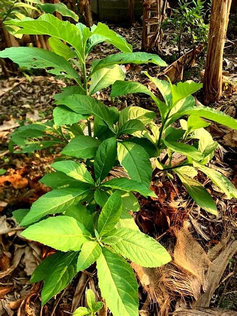 Bitter Leaf The Star Ingredient In Cameroons National Dish — Kengskitchen