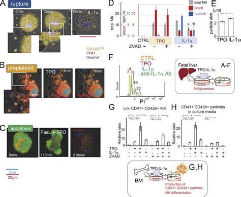 Il 1α Induced Mk Differentiation And Rupture Dependent Platelet Download Scientific Diagram