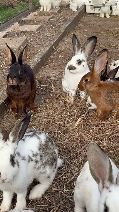 Eberbach Zuchter Youtube