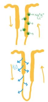 Renal Blood Flow Flashcards Quizlet