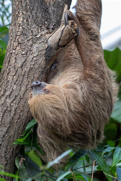 Two Toed Sloth Hanging In A Tree Stock Image Image Of Environment