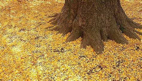 Jonathan Frank On Linkedin Root Problems Are A Leading Cause Of Tree