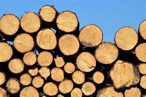 Ejemplos De árboles De Madera Blanda Y Sus Usos En La Industria