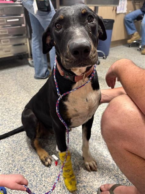 Rockhampton Police Car Rammed Gracemere Properties Damaged By Driver