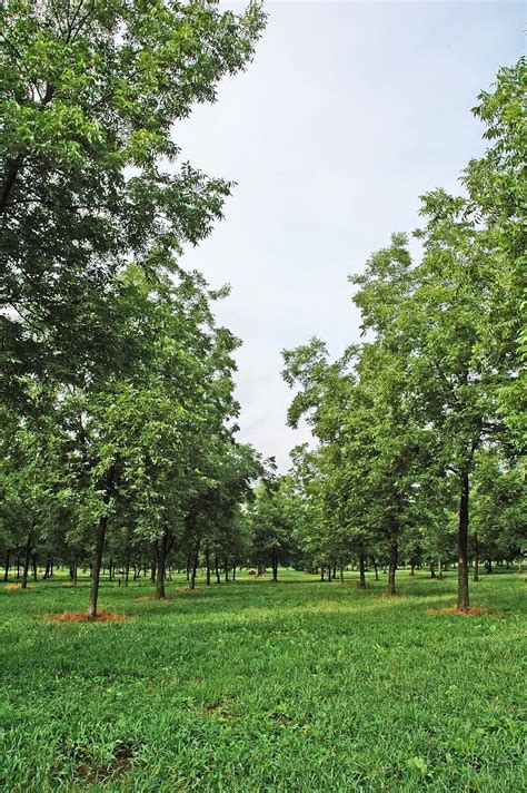 Northern Pecans Canopy Shape And Tree Spacing