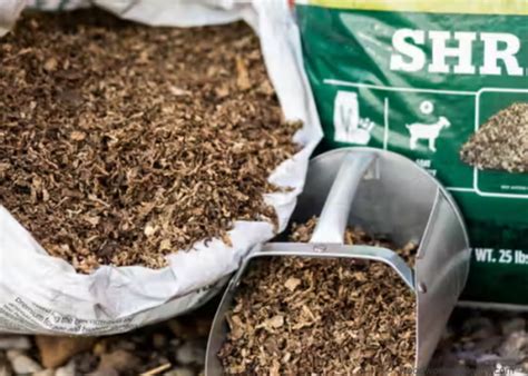 Beet Pulp For Horses Feeding Benefits Pros Cons And Risks