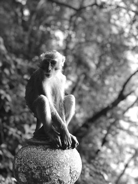Premium Photo Monkey Sitting On Rock
