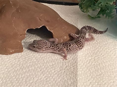 Anyone know what morph she is? : r/leopardgeckos