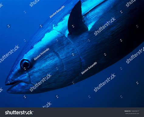 5062 張 Bluefin Tuna 圖片、庫存照片和向量圖 Shutterstock