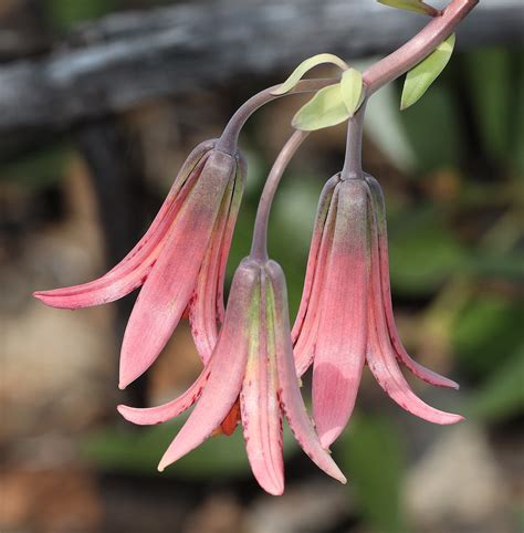 Lilium Bolanderi Bolanders Lily 06 25 2022 Jeffrey Pi… Flickr