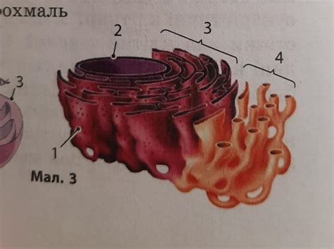 10 Цифрою 2 на мал 3 позначено а тилакоїд в ядерну мембрану комплекс Гольджі г гладеньку