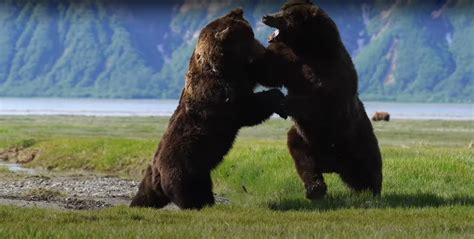 Grizzly Bears Fighting