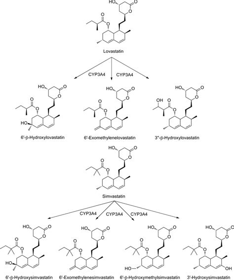 Bioactivation Of Lovastatin And Simvastatin Download Scientific Diagram