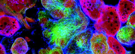 Molecular Scaffold Ansto