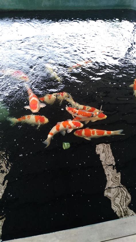 進口池養日本錦鯉50 60公分 每日頭條