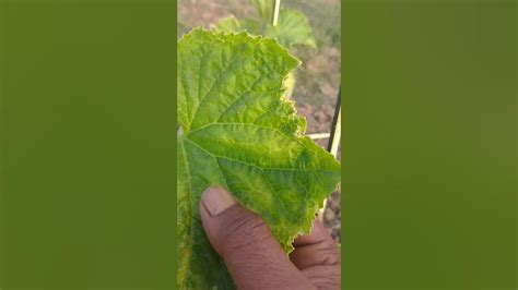 শসা গাছের পাতা কুঁকড়ানো সাদা মাছি ছত্রাক ভাইরাস আক্রমণ করলে কী করবেন