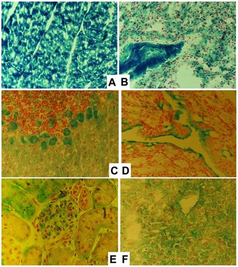 X Gal Staining Blue Colour Stands For β Galactosidase Activity And Download Scientific