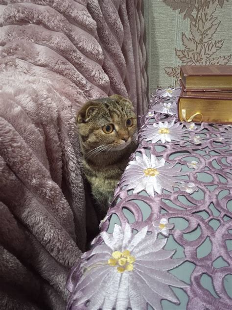 Как назвать кошку Советчица
