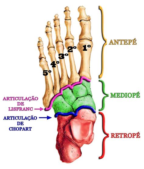 Guia Completo Da Anatomia Do Pé Humano Daniel Baumfeld